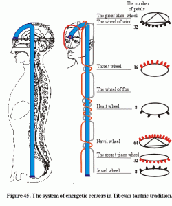 Spine and Core in Yoga Anatomy | Embodyoga®