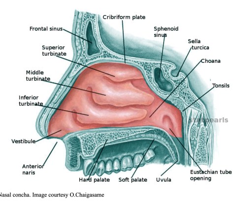 Patty Townsend | Embodyoga®