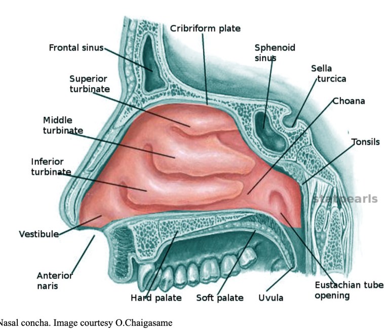Subtle Pathway of Breath — Nasal Conchae | Embodyoga®
